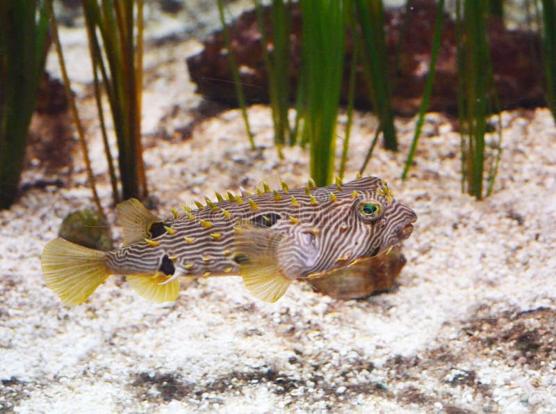 Spiney Boxfish Swimming Along a Sandy Ocean Floor Stock Photo - Image ...