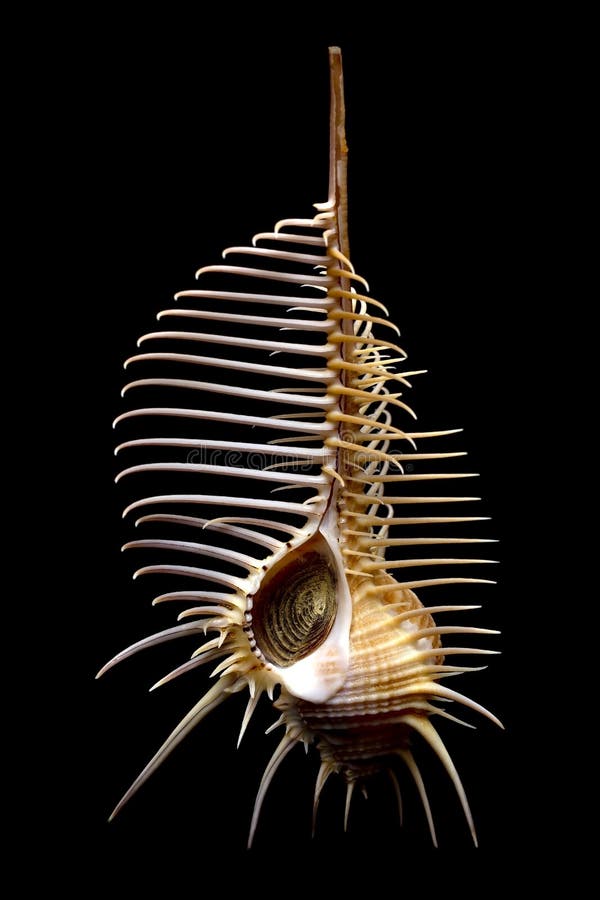 Spiney Murax Shell stock photo. Image of color, shell - 20947662