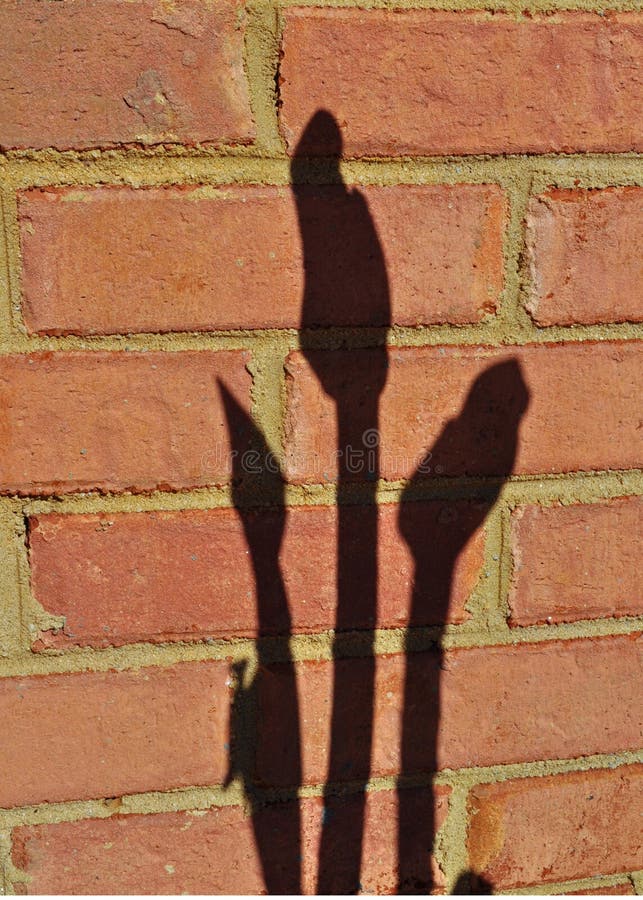 Sping is coming stock image. Image of bloom, flower, shadow - 38940215