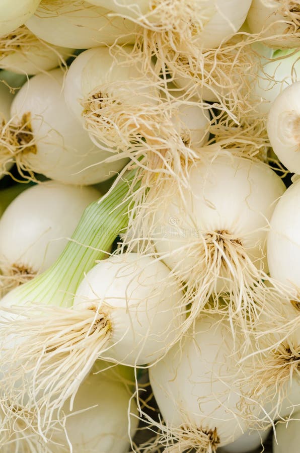 Sping onions stock photo. Image of ingredient, spring - 52489680