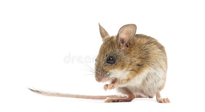 Spinifex Hopping Mouse, Notomys Alexis, Washing Its Muzzle with Its ...