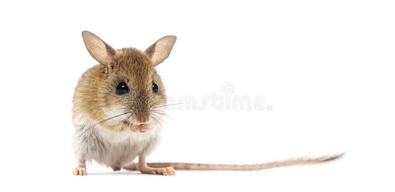 Spinifex Hopping Mouse, Notomys Alexis, Washing Its Muzzle with Its ...
