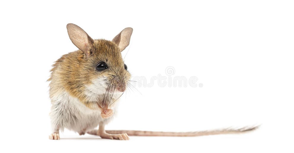 Spinifex Hopping Mouse, Notomys Alexis, Washing Its Muzzle with Its ...