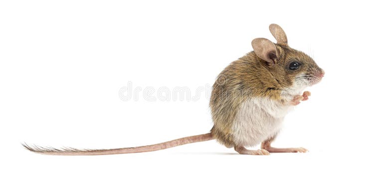 Spinifex Hopping Mouse, Notomys Alexis, Washing Its Muzzle with Its ...