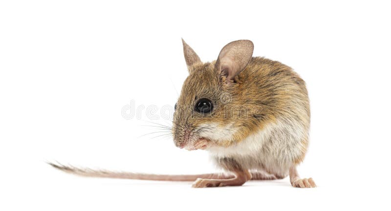Spinifex Hopping Mouse, Notomys Alexis, Washing Its Muzzle with Its ...