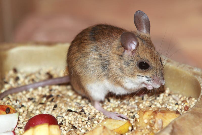 Spinifex Hopping Mouse stock photo. Image of nature - 232798452