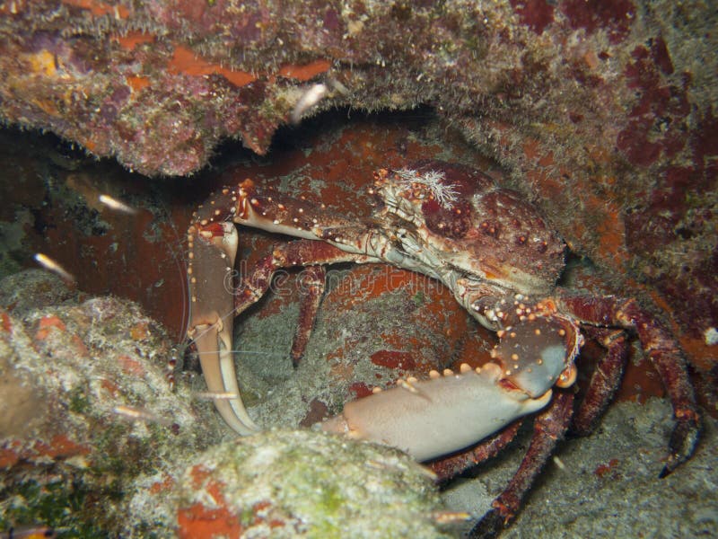 Spinkrab stock afbeelding. Image of oceanen, nave, duik - 36393431