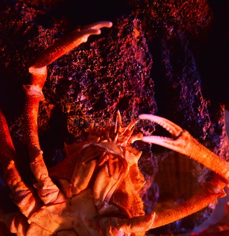 Spinkrab stock afbeelding. Image of frightening, japan - 54926209