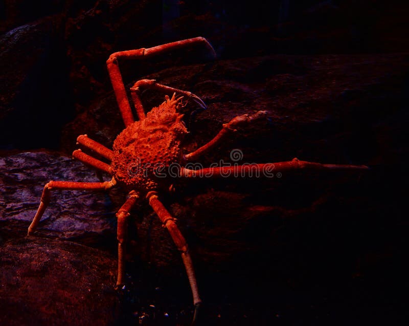 Spinkrab stock afbeelding. Image of twintig, geleedpotige - 54926209