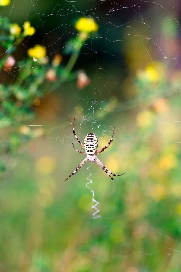 Spinne auf dem Web stockfoto. Bild von makro, schrecken - 25413166