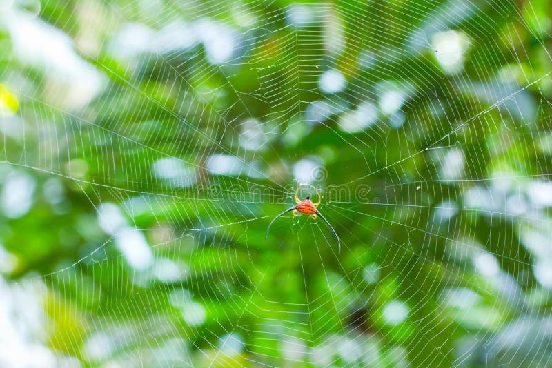 Spinne und Spinnennetz stockfoto. Bild von wald, insekt - 28267248
