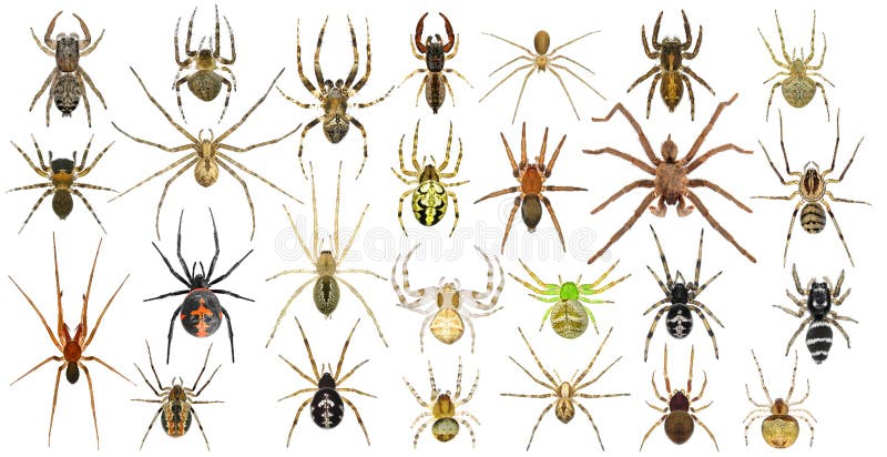 Spinnen stock afbeelding. Afbeelding bestaande uit ronde - 4029393