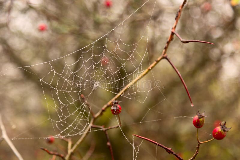 Spinnen-Netz stockbild. Bild von spinnennetz, zerfall - 34763931