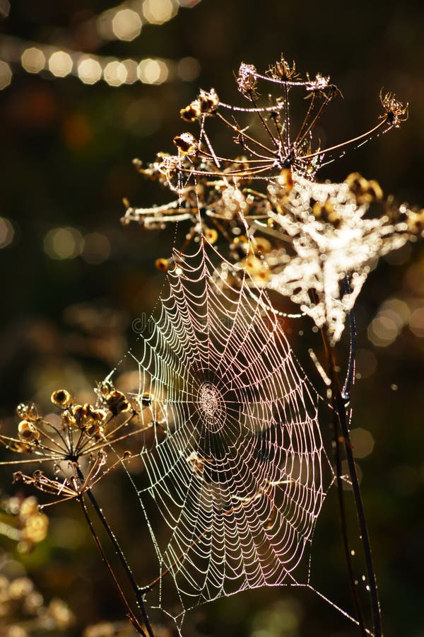Das Netz Der Spinne Im Herbst Stockfoto - Bild von herbst, zweige: 59642408