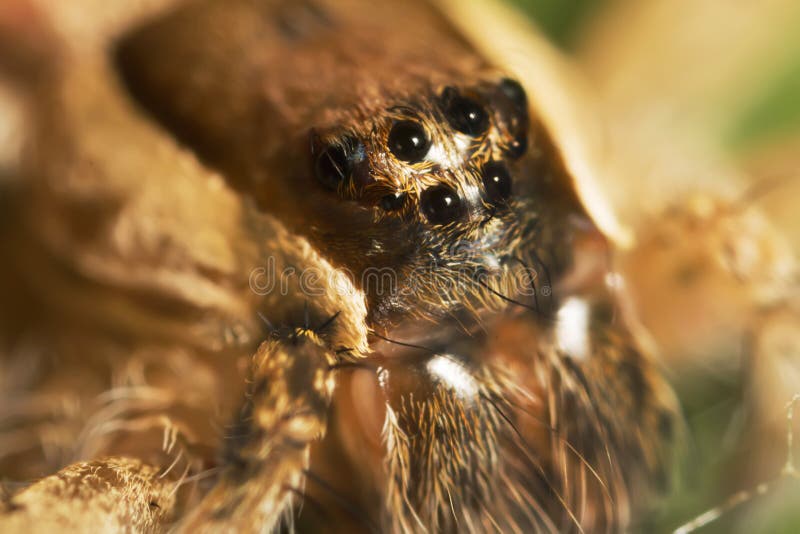 Augen der Spinne stockfoto. Bild von kugel, spinne, augen - 137526194