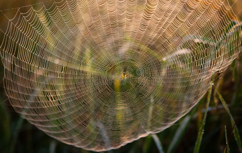 Spinnennetz stockfoto. Bild von architekt, vollkommen - 15801556