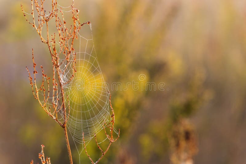 Spinnennetz stockfoto. Bild von muster, herbst, hintergrund - 88029264