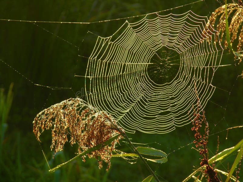 Trap Secondlife Flicker Stock Photos - Free & Royalty-Free Stock Photos ...