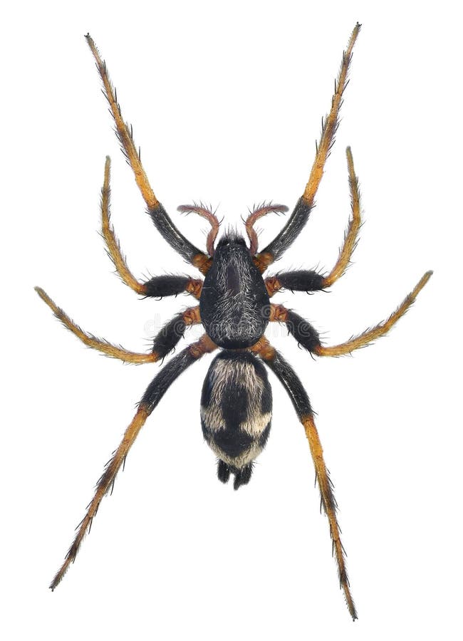 Spinnentiere. stockfoto. Bild von nave, arachnoidea - 255071562