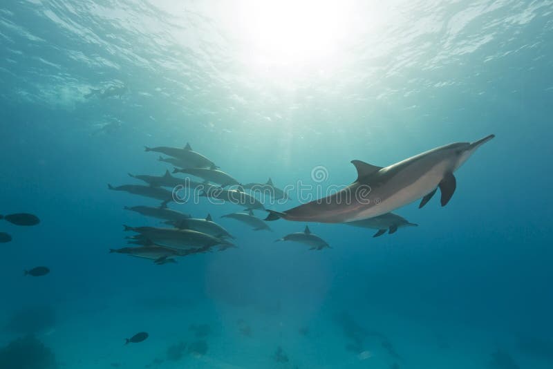 Hawaiian Spinner Dolphin stock photo. Image of hawaii - 26107978