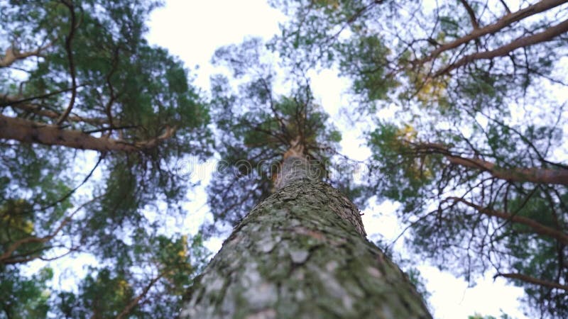Spinning Around Trunk in Tree Canopy in Pine Tree Forest on Spring Day ...
