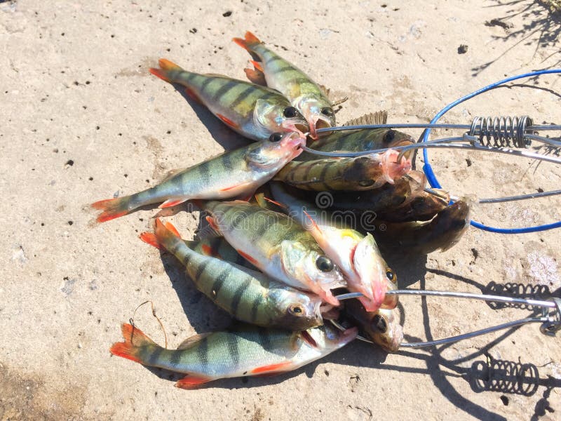 Spinning fishing stock photo. Image of aqua, catch, animal - 58482368