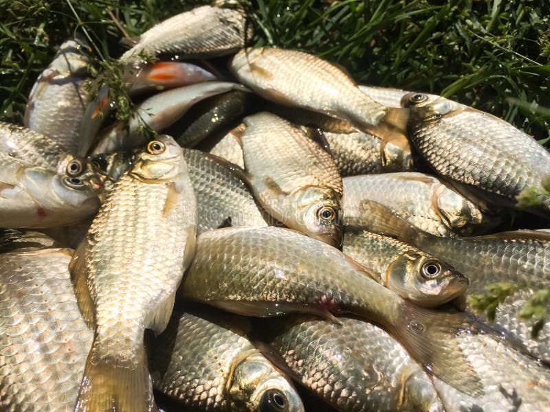 Spinning fishing stock photo. Image of animal, hook, catch - 58482388