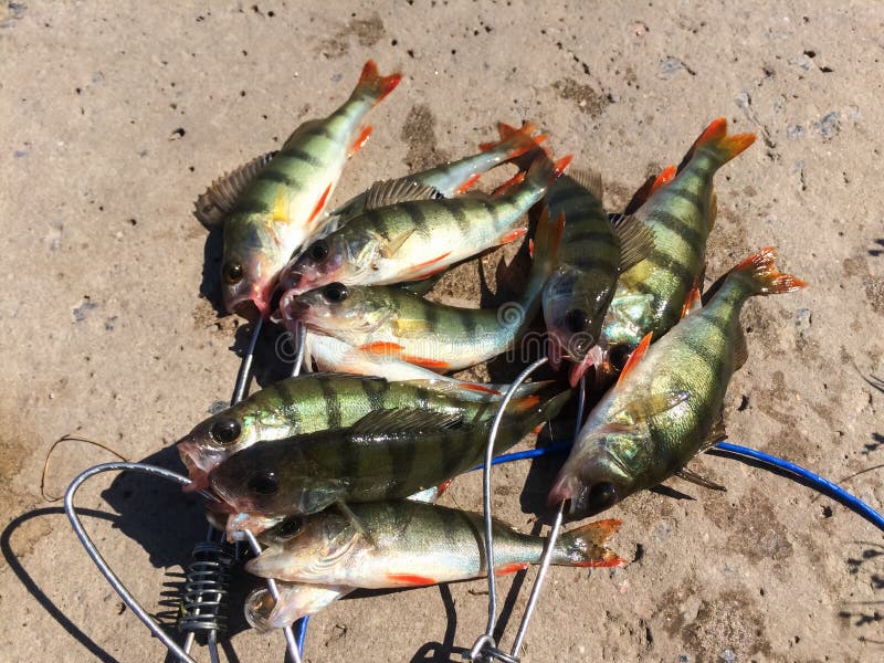 Spinning fishing stock image. Image of angling, bait - 58482735