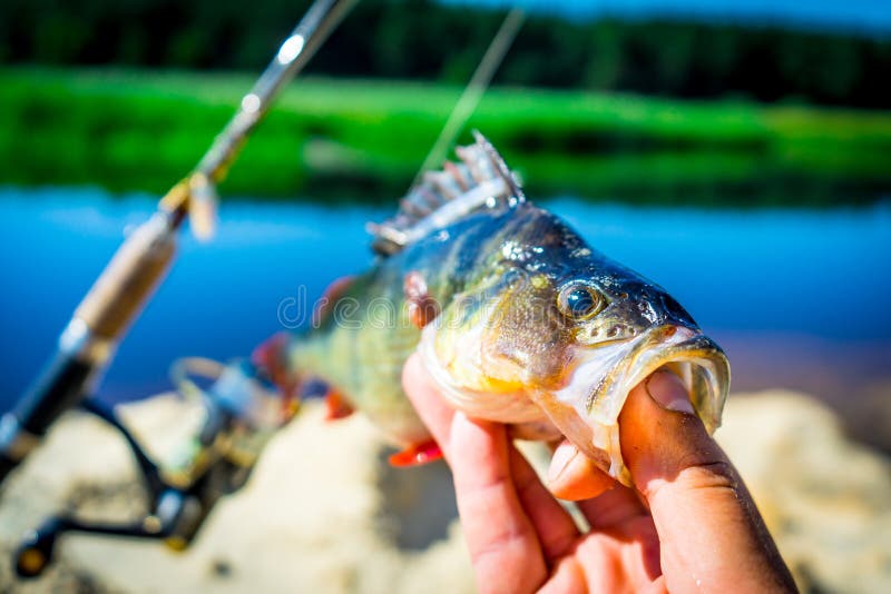 Spinning Fishing for Perch. Demonstration of the Catch on Spinning ...