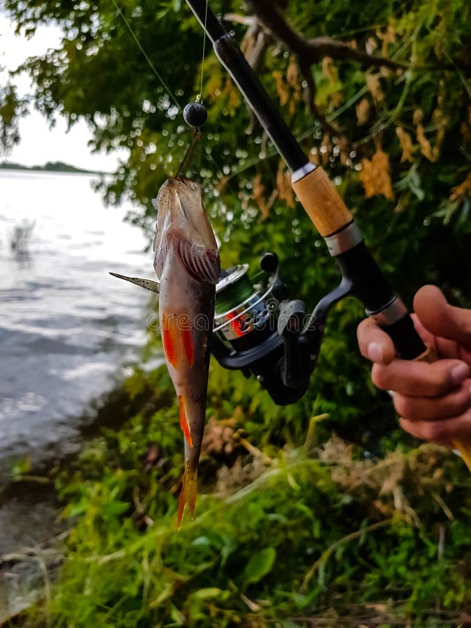 Fishing Spinning on the River Stock Photo - Image of pond, male: 158016686
