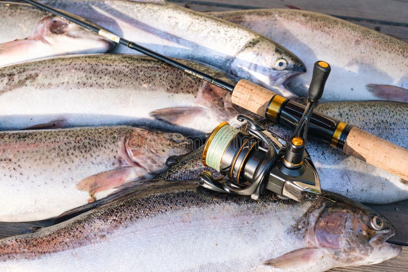 Spinning Rod and Caught Trout Lie on a Wooden Table Stock Image - Image ...