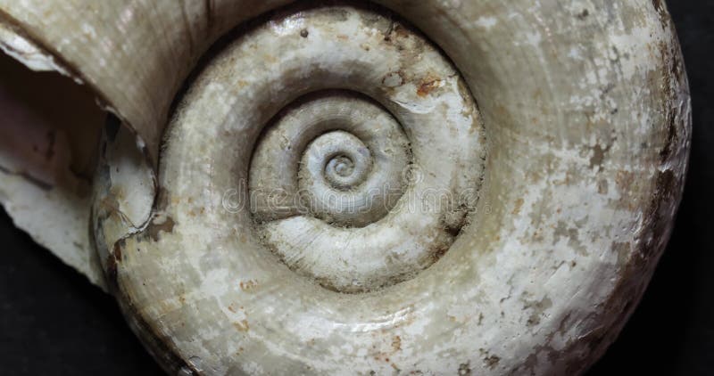 Spinning Snail Gastropod Shell Macro Stock Footage - Video of form ...