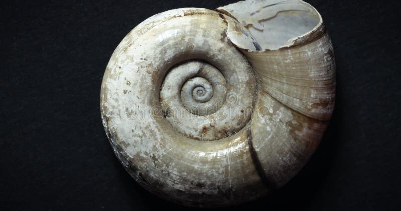 Spinning Snail Gastropod Shell Macro Stock Footage - Video of rotate ...