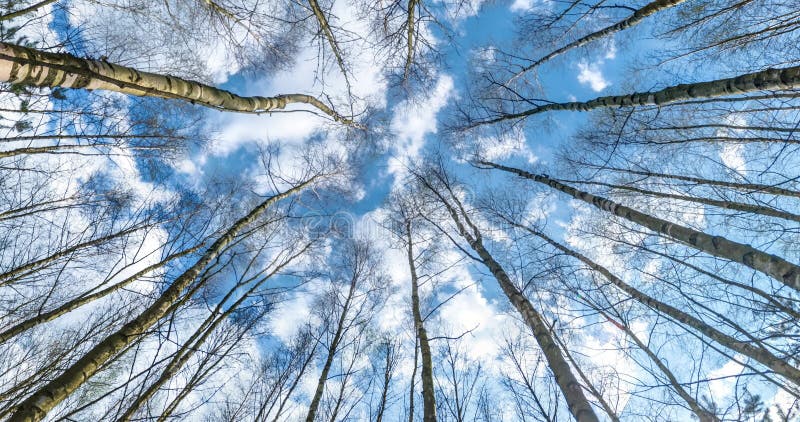 Spinning and Torsion and Looking Up into Birch Grove Forest. Trees ...