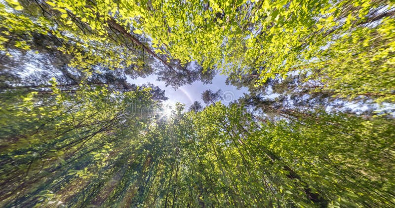 Spinning and Torsion and Looking Up into Deciduous Forest. Trees ...