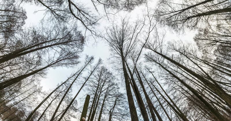 Spinning and Torsion and Looking Up into Winter Forest. Trees Growing ...