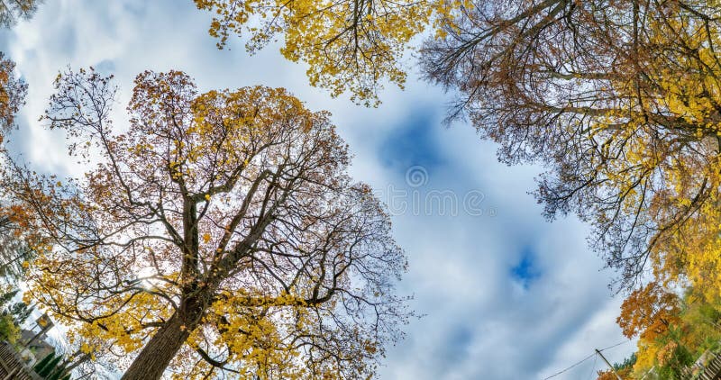 Spinning and Torsion and Underneath Tall Forest with Clumsy Branches ...