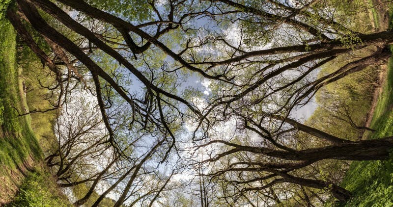 Spinning and Torsion and Underneath Tall Forest with Clumsy Branches ...