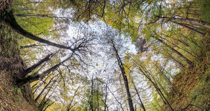 Spinning and Torsion and Underneath Tall Forest with Clumsy Branches ...