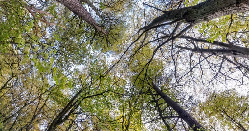 Spinning and Torsion and Underneath Tall Forest with Clumsy Branches ...