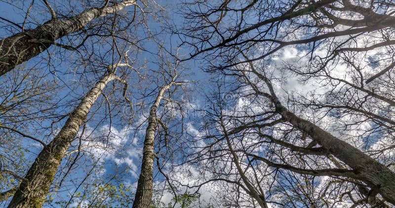 Spinning and Torsion and Underneath Tall Forest with Clumsy Branches ...