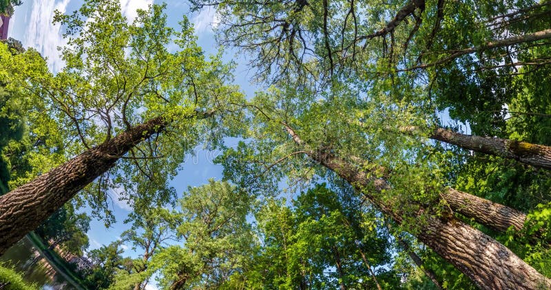 Spinning and Torsion and Underneath Tall Forest with Clumsy Branches ...