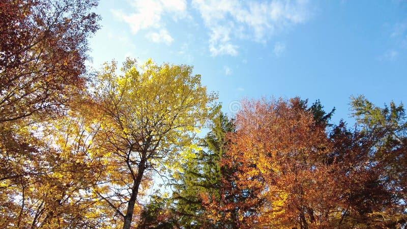 Spinning View from Bottom on Autumn Forest Crown Stock Video - Video of ...