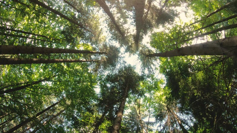 Spinning View from Bottom on Autumn Forest Crown Stock Video - Video of ...