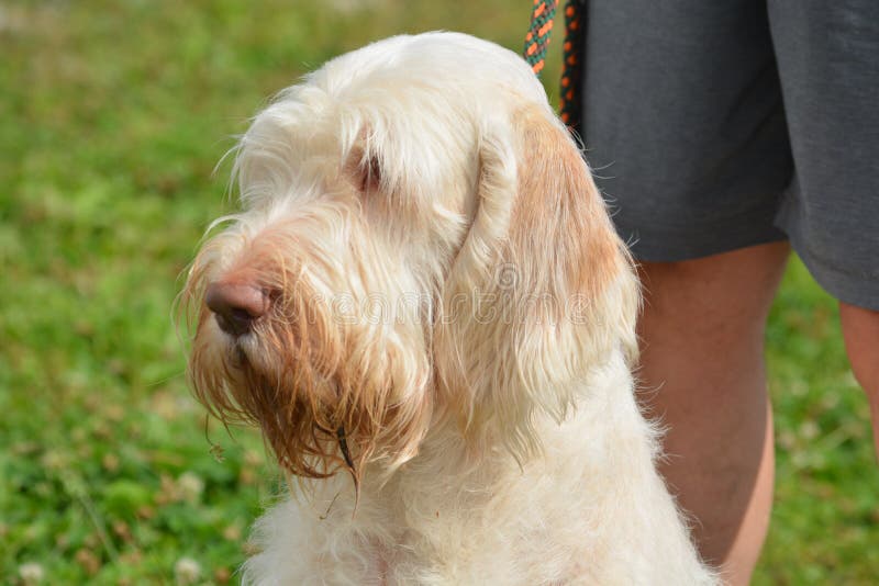 Cane di Spinone Italiano immagine stock. Immagine di mammifero - 12079947