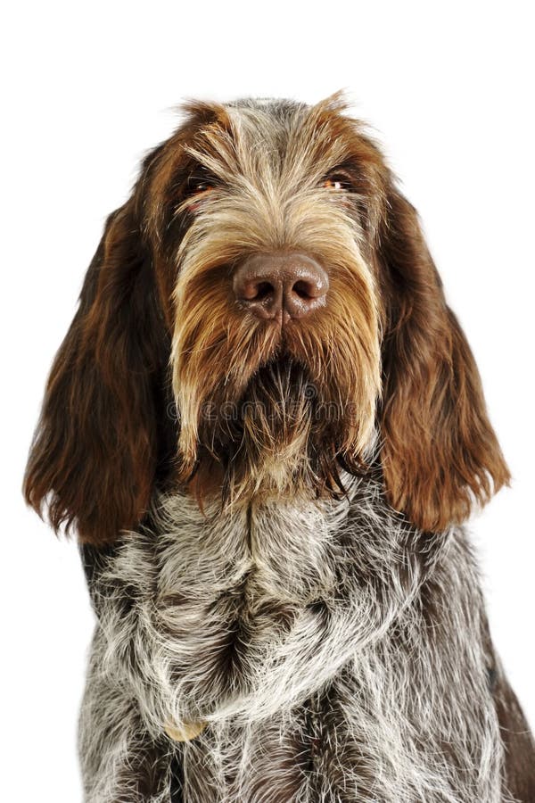 Spinone italiano stock image. Image of isolated, gunner - 3574871