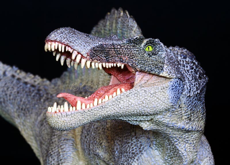 A Spinosaurus Dinosaur Close Up Against Black Stock Image - Image of ...