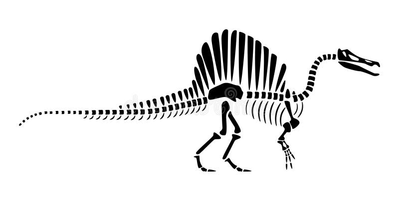 Spinosaurus Skeleton . Silhouette Dinosaurs . Side View Stock Vector ...
