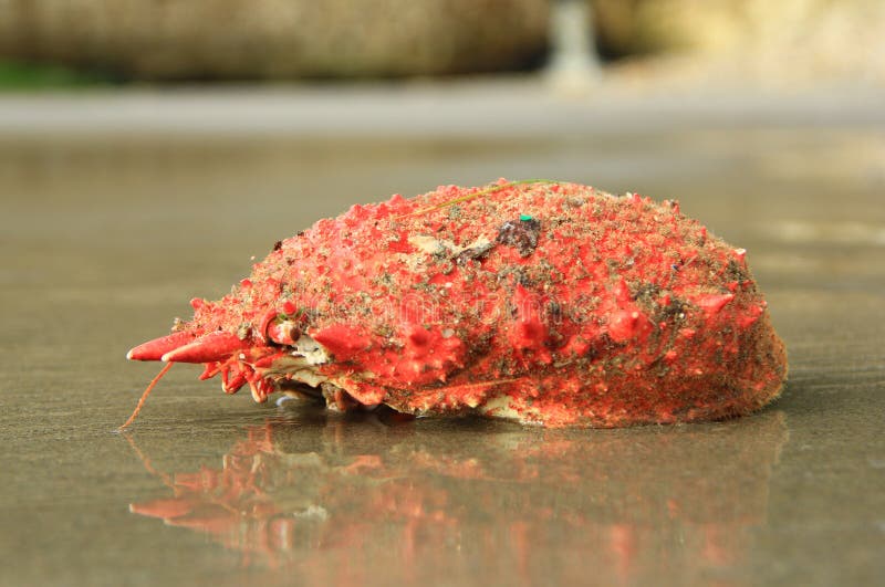 Spinous Squinado Van Maja Van De Spinkrab Stock Foto - Image of ...