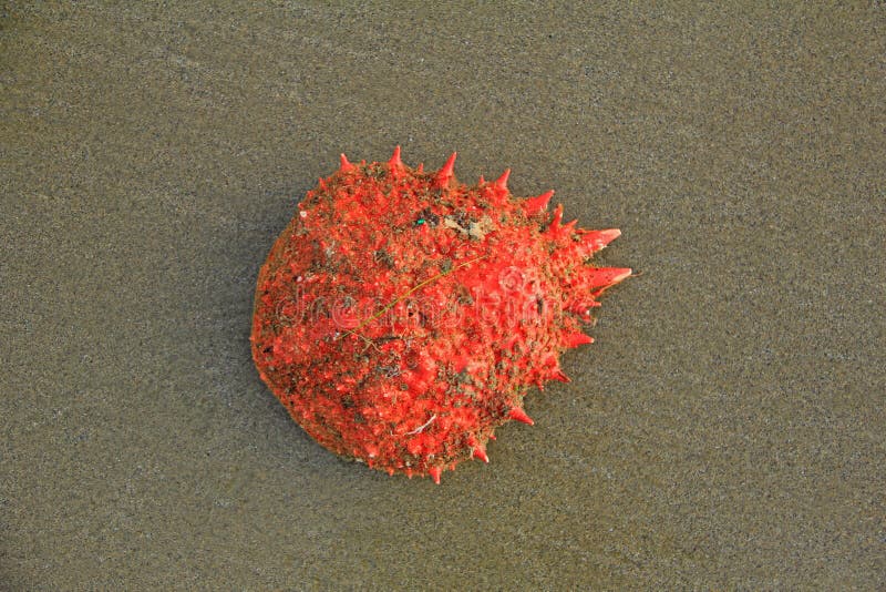 Spinous Squinado Van Maja Van De Spinkrab Stock Afbeelding - Image of ...